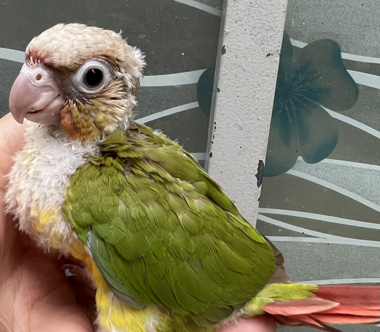 Greencheck conure - Giá Vẹt má xanh - Shop Vẹt Cảnh Thủy Huỳnh TPHCM