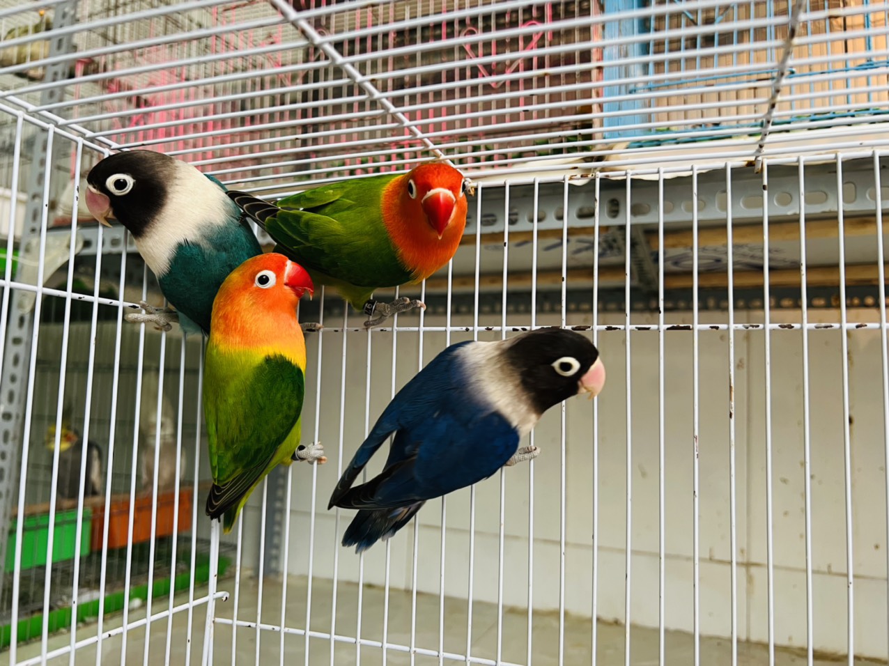 Vẹt Cảnh Lovebird con Non khỏe mạnh ? - Shop Vẹt Cảnh Thủy Huỳnh TPHCM