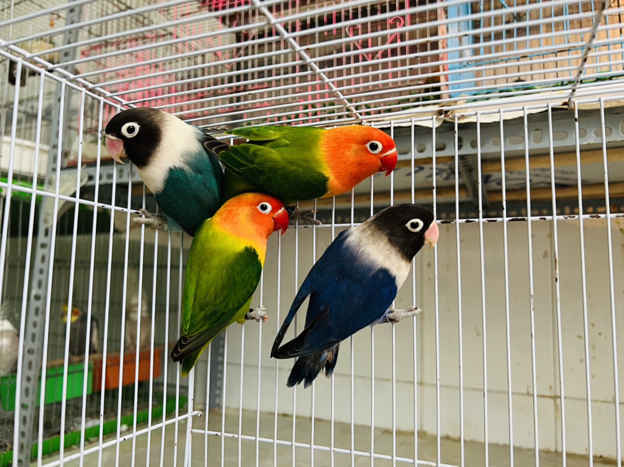 Vẹt Cảnh Lovebird con Non khỏe mạnh ? - Shop Vẹt Cảnh Thủy Huỳnh TPHCM